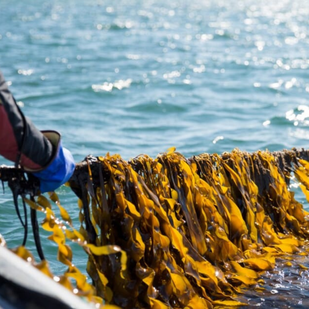 Phyco – Packaging without plastic – Packaging without plastic